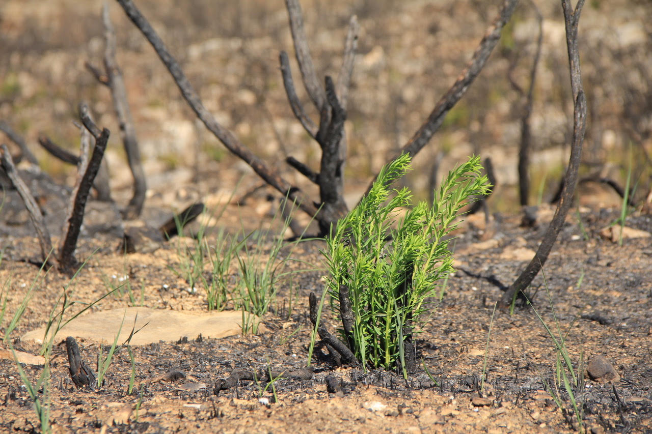 Fire in the Earth System